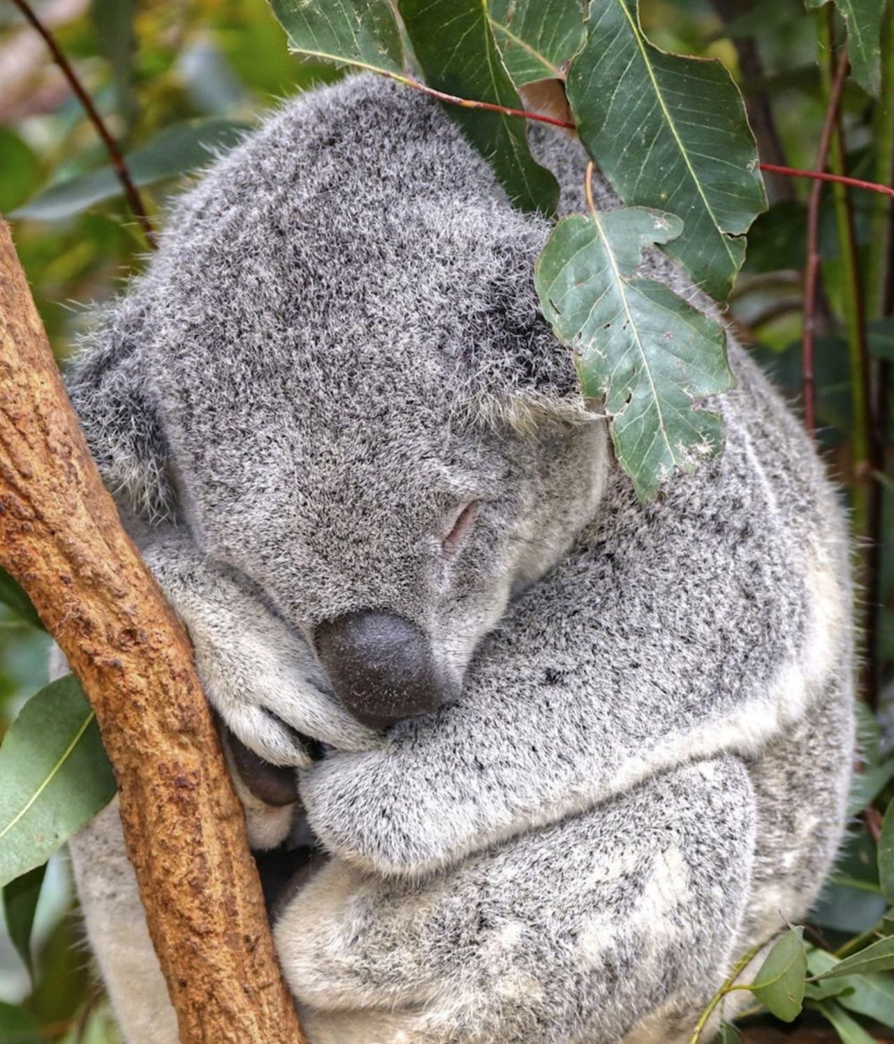 Koala History - KOALA RESCUE