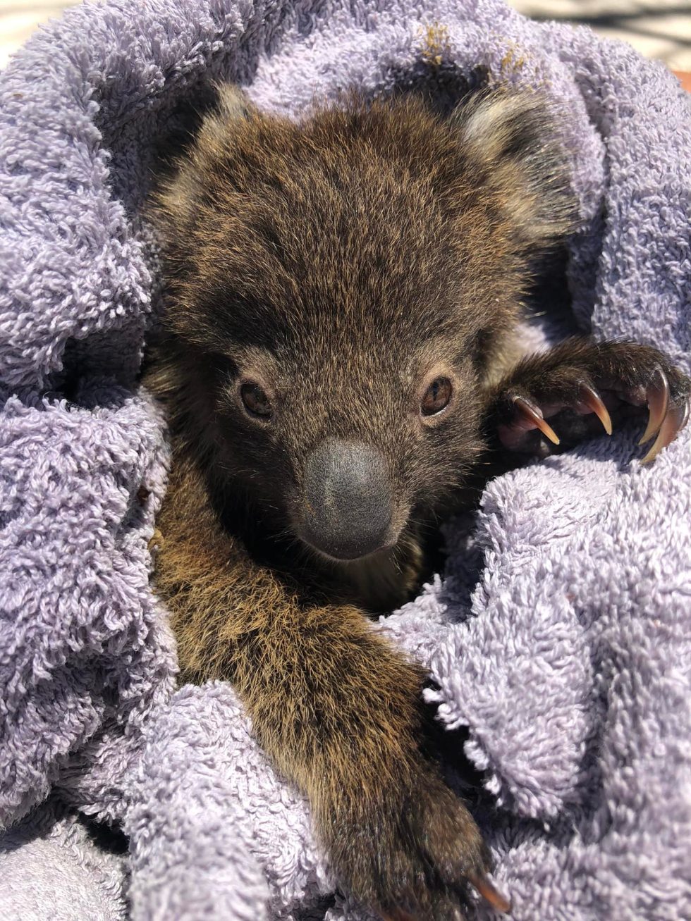 Threats - KOALA RESCUE