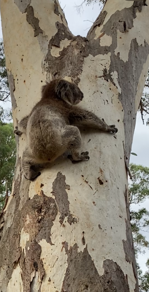 Koala Facts - KOALA RESCUE